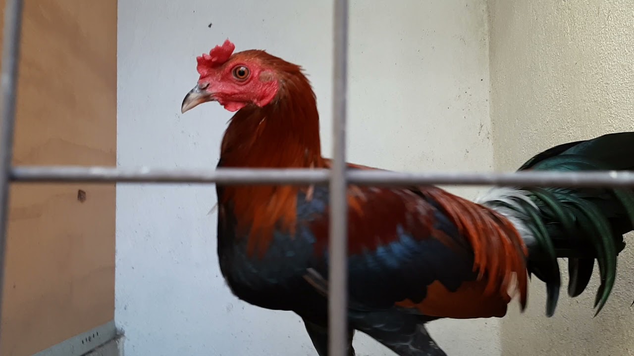 Los pollos Kelso-Hatch 3 meses y medio - YouTube