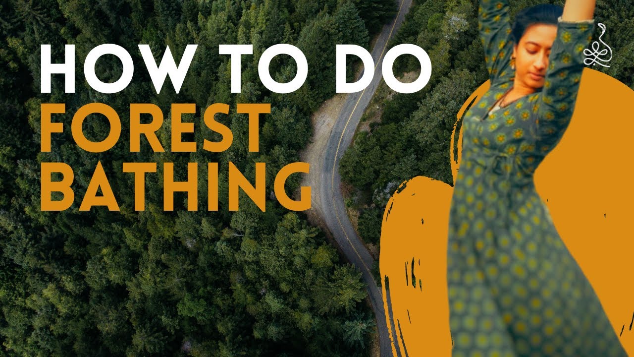 Forest Bathing Guide | Benefits | Meditation - YouTube