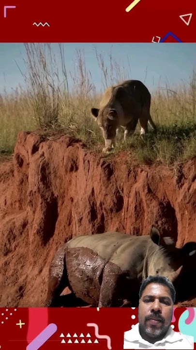 The rhinoceros vs lions battle for survival -12 #shorts #lion #rhino #wildlife #woollyrhino ...