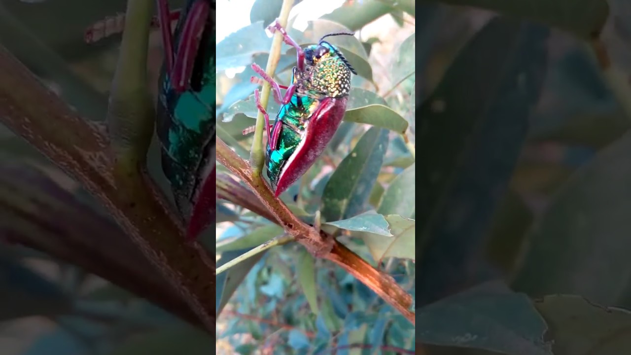 Jirangi, Jewel beetle, jeerjimbe insect (Buprestidae)(Sternocera ...