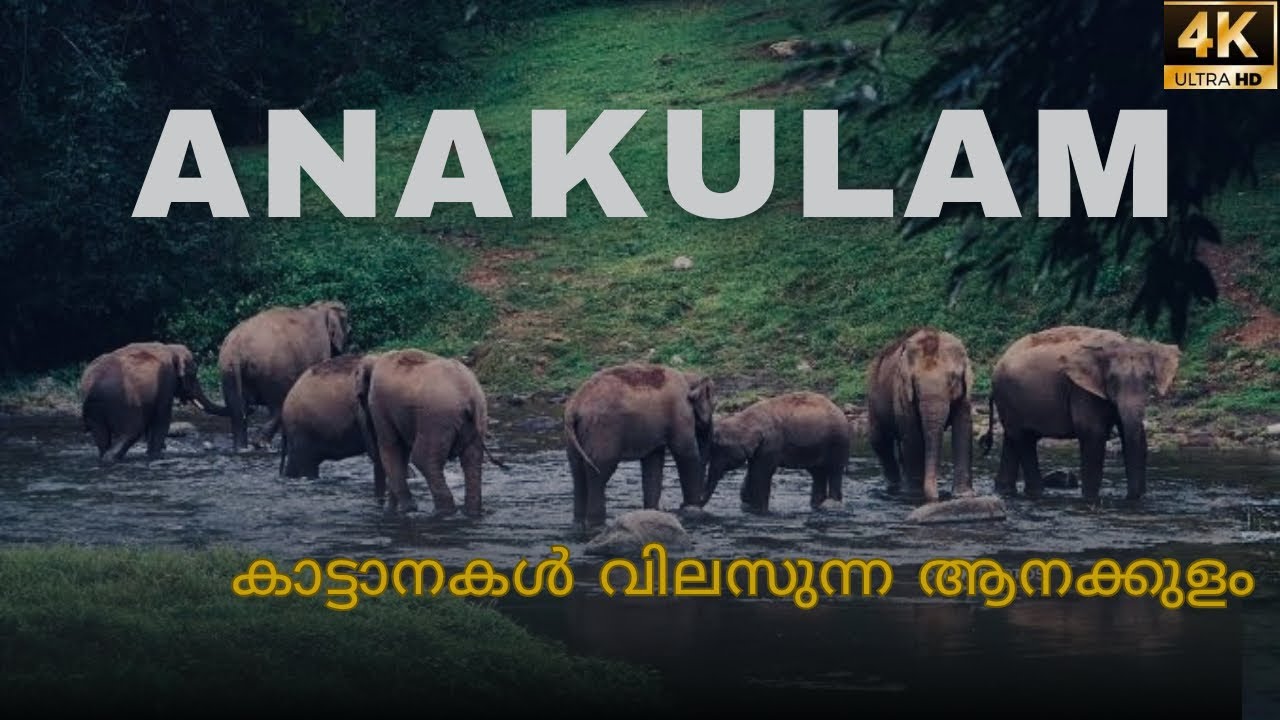 Anakulam - The Land of Wild Elephants | Mankulam , Idukki | Anakulam ...