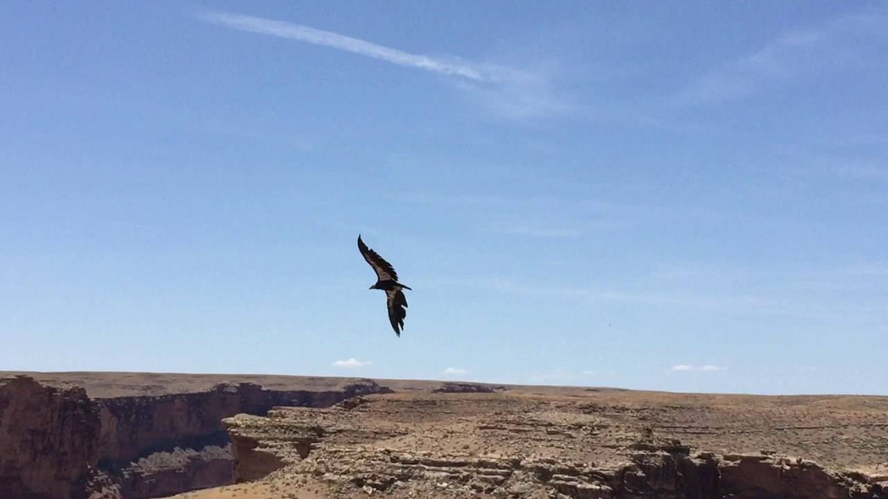 California Condors Soaring at Badger Canyon - Marble Canyon, Arizona ...