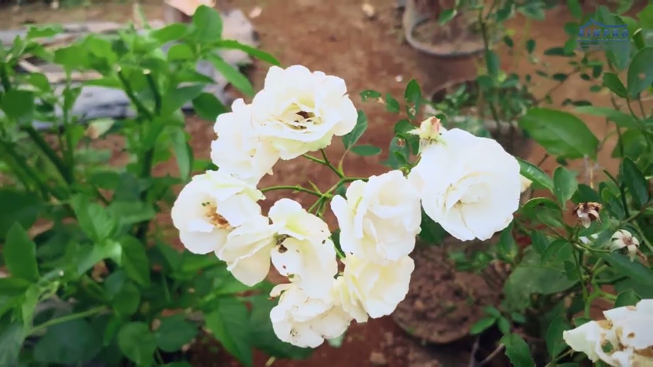 Jual Tanah Pinggir Jalan di Tengah Pemukiman Udara Dingin Pedesaan Rp 195 Juta SHM Luas 500 m2 ...