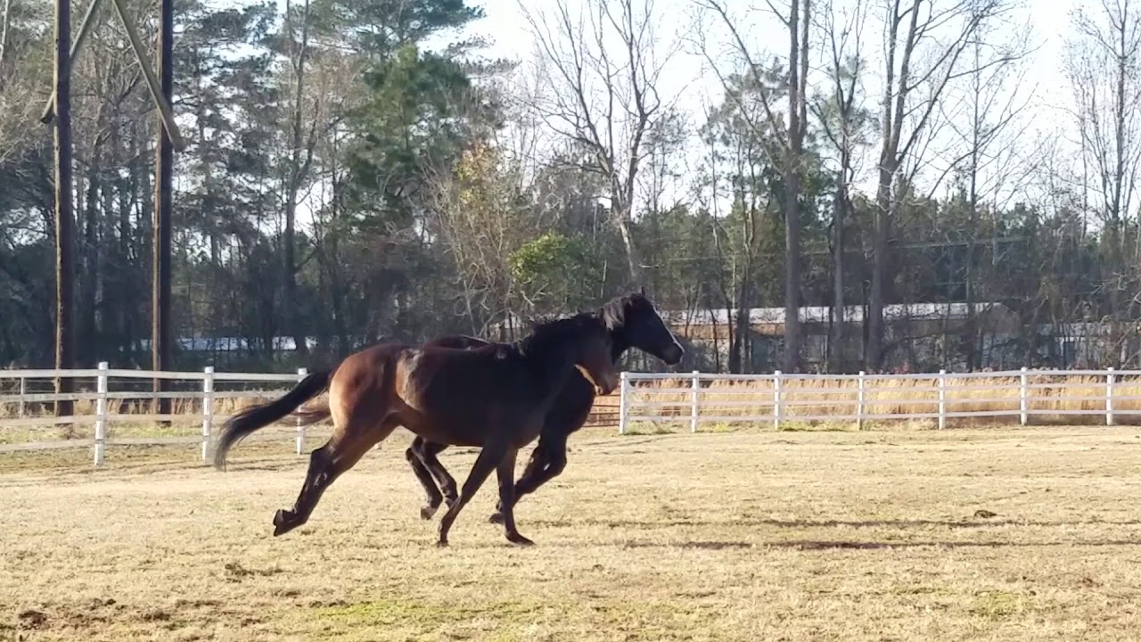 Horses turn out December 2017 - YouTube