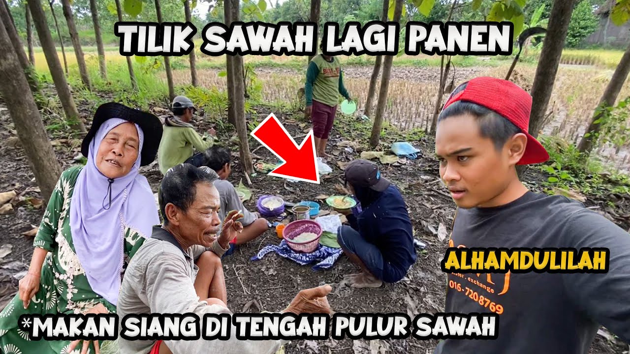 ALHAMDULILAH MUSIM PANEN PADI SUDAH TIBA!! KIRIM MAKANAN BUAT ORANG ...