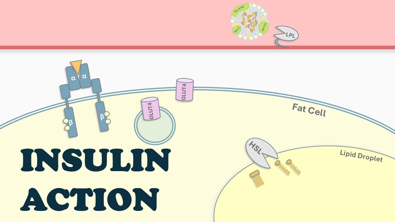Insulin Action - Complete - YouTube