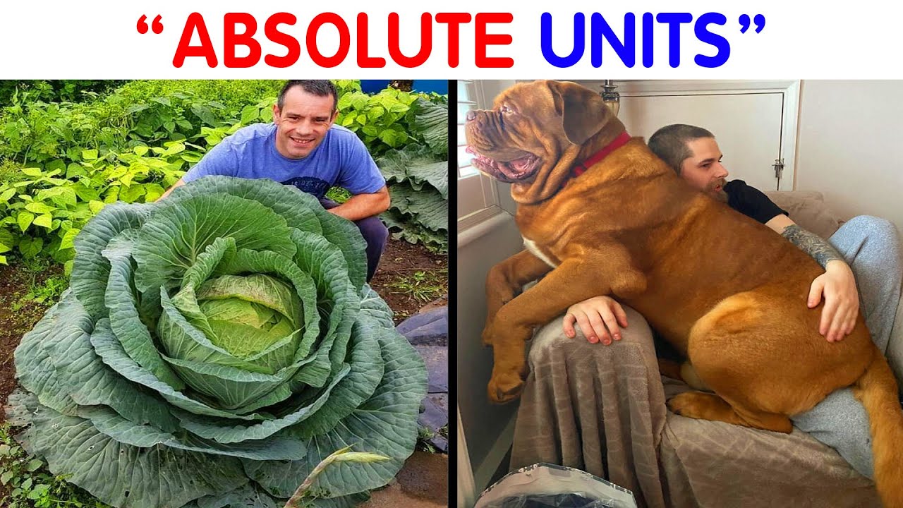 Oh Lord, He Comin’: 50 ‘Absolute Units’ That Shook The Net (Best Of All ...