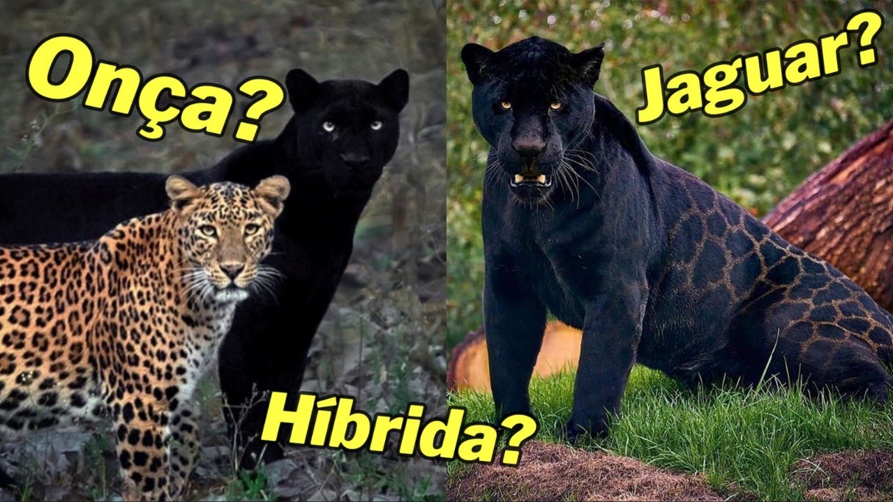 Panteras Negras: Conheça a História e a Beleza destes Animais Icônicos ...