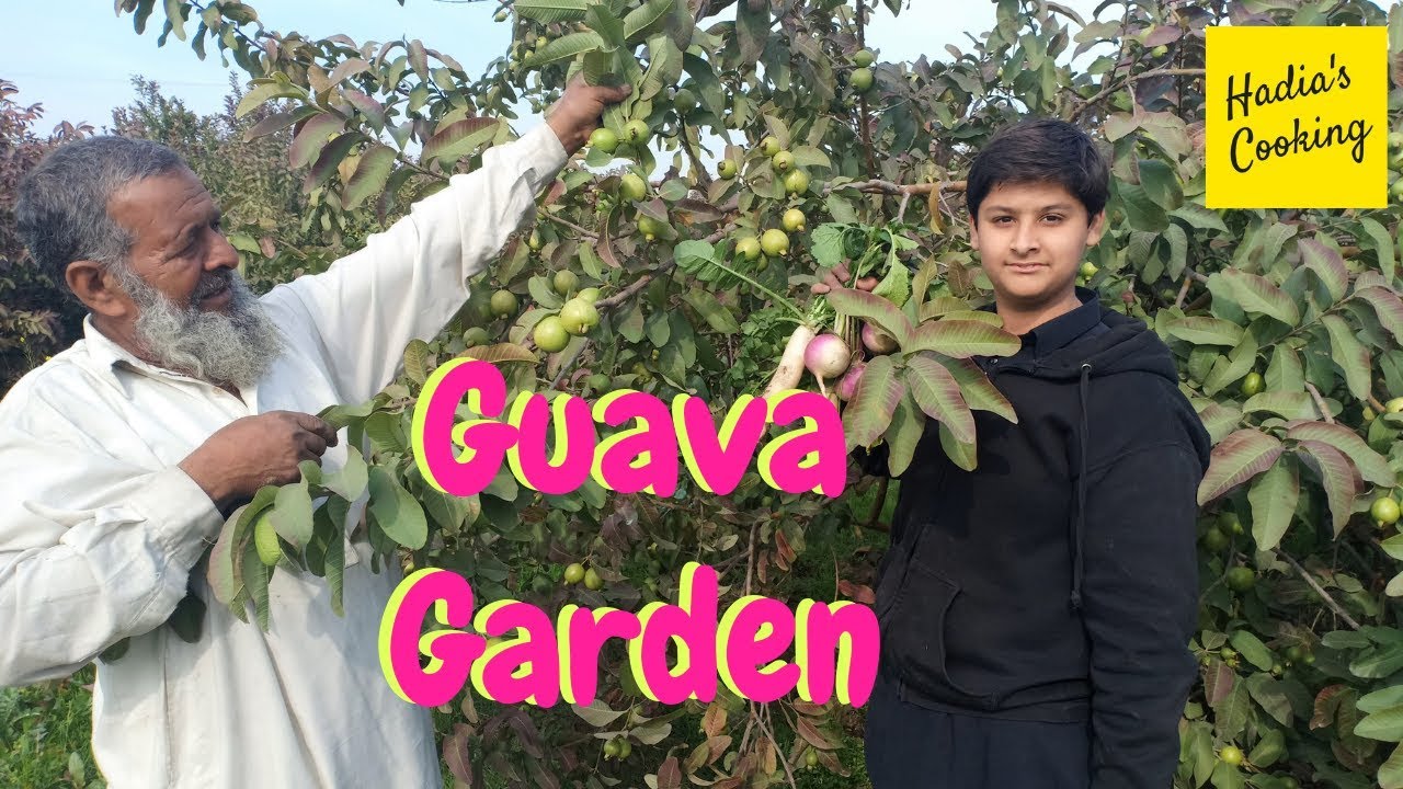 Guava Garden In Pakistan | Fruits And Vegetables Garden | The Beauty Of ...