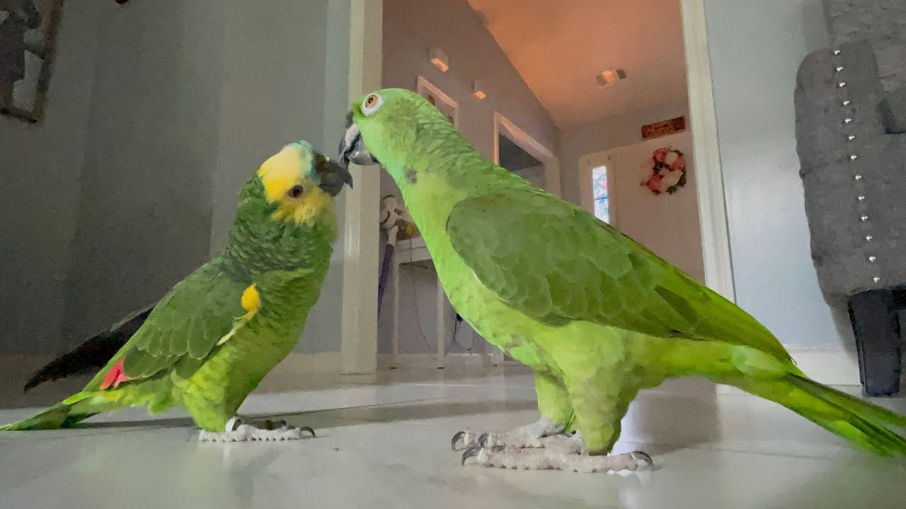 Loros enamorados/loros dándose cariñitos/como cuidar un loro # ...