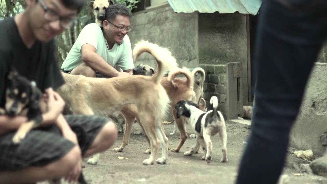 Penang Animal Welfare Society (4PAWS) - YouTube
