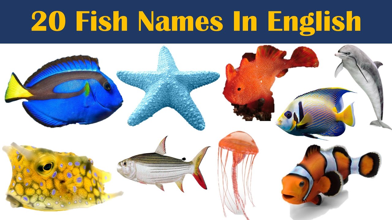 Learn fish name for kids | learn different types of fish | fish name ...