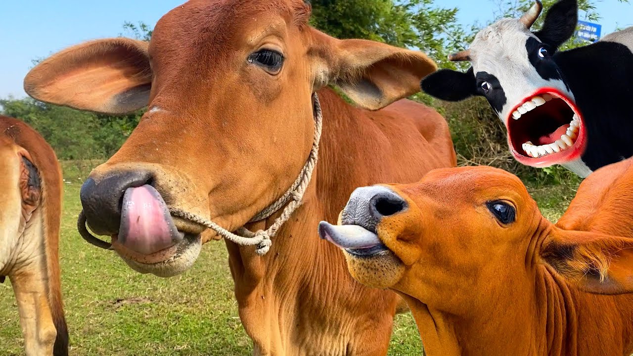 Cow - Cow music - Cow song - Funny cow dance - Funny cow song - Funny ...