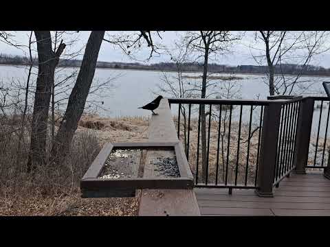 Feeder Birdcam Rose Lake Fort Atkinson Wisconsin Dorothy Carnes Park ...