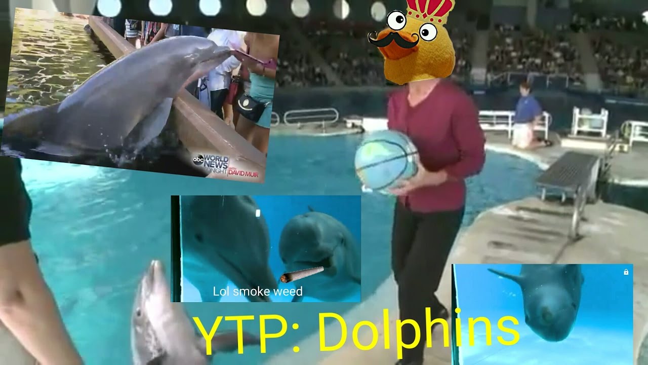 YTP: dolphins~555 subs special - YouTube
