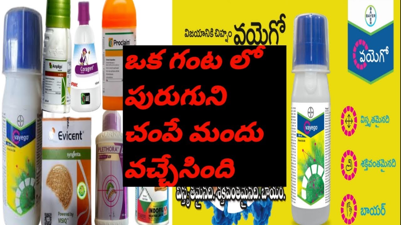 #మిరప లో 13th spray.. best purugu mandu in #mirchi #catton #corn #bayer ...