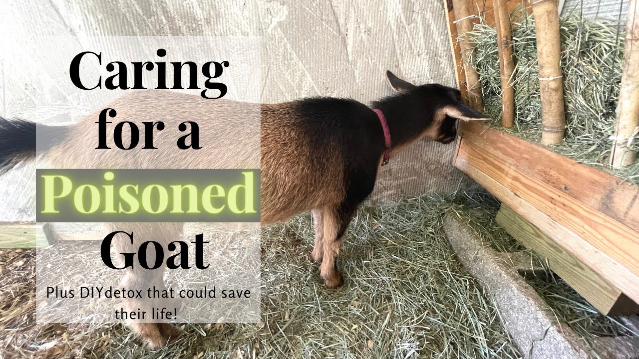 CARING FOR A POISONED GOAT Plus DIY Detox That Could Save Their Life ...