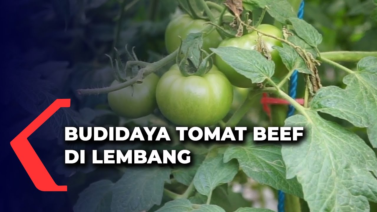 Budidaya Tomat Beef, Tomat Besar Penopang Hasil Pertanian Para Petani ...