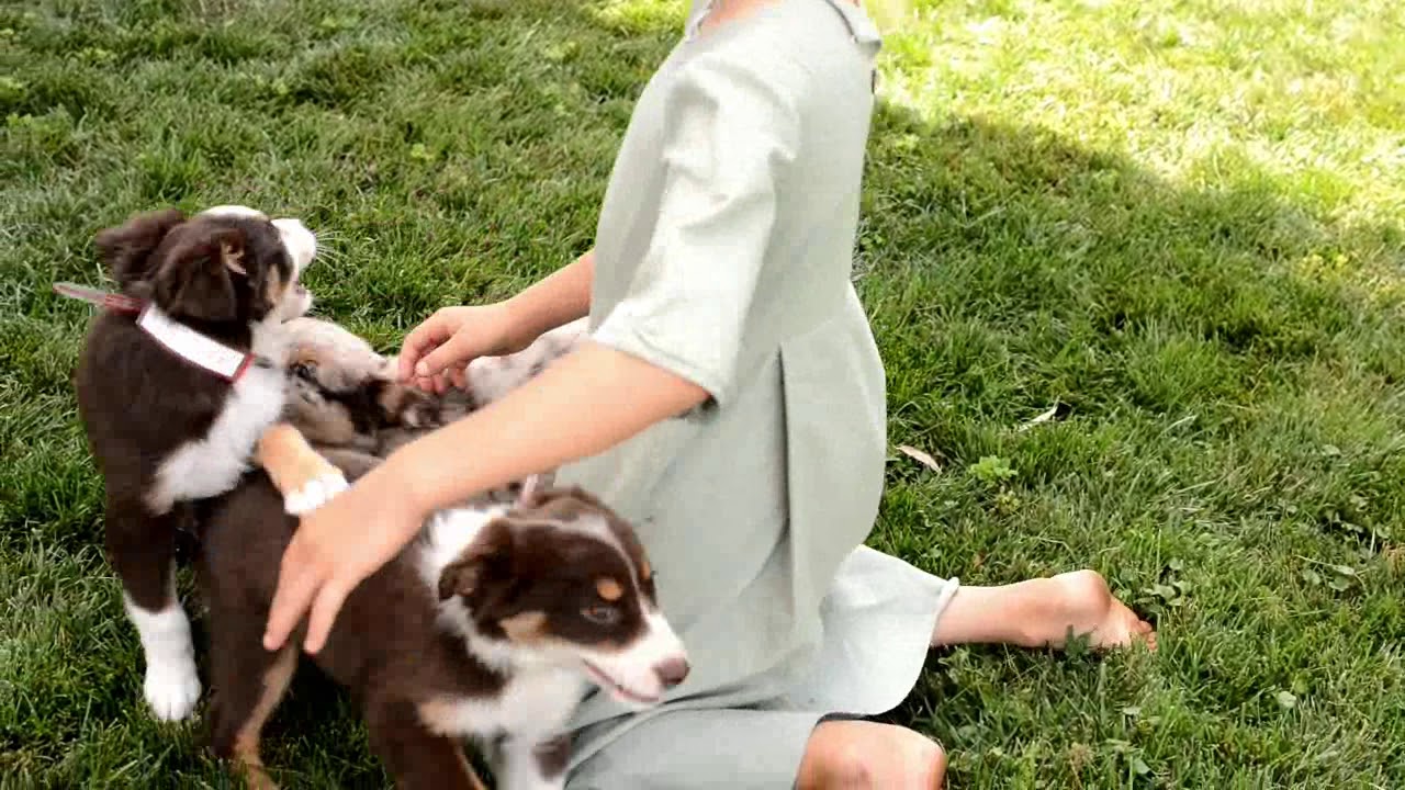 Brian Yoder's Australian Shepherd puppies for sale - YouTube