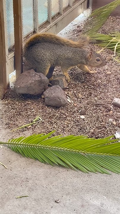 Curious Squirrel #squirrelvideo - YouTube