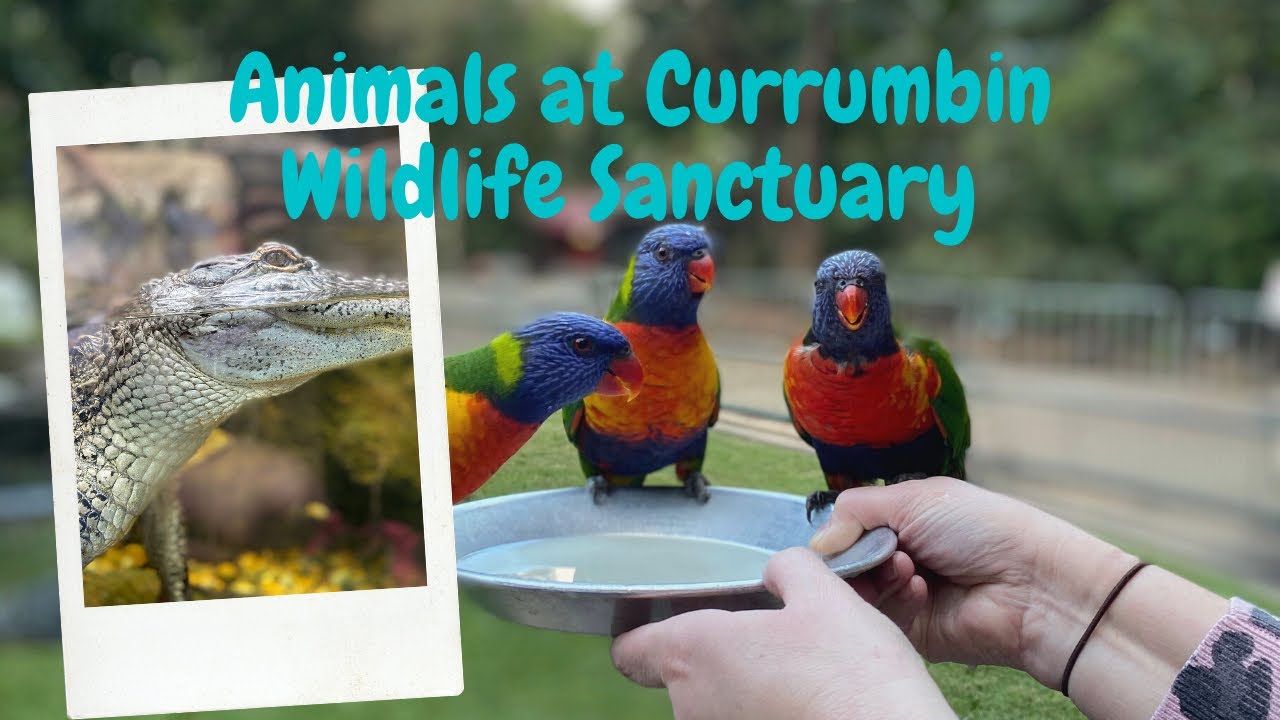 Animals at Currumbin Wildlife Sanctuary - YouTube