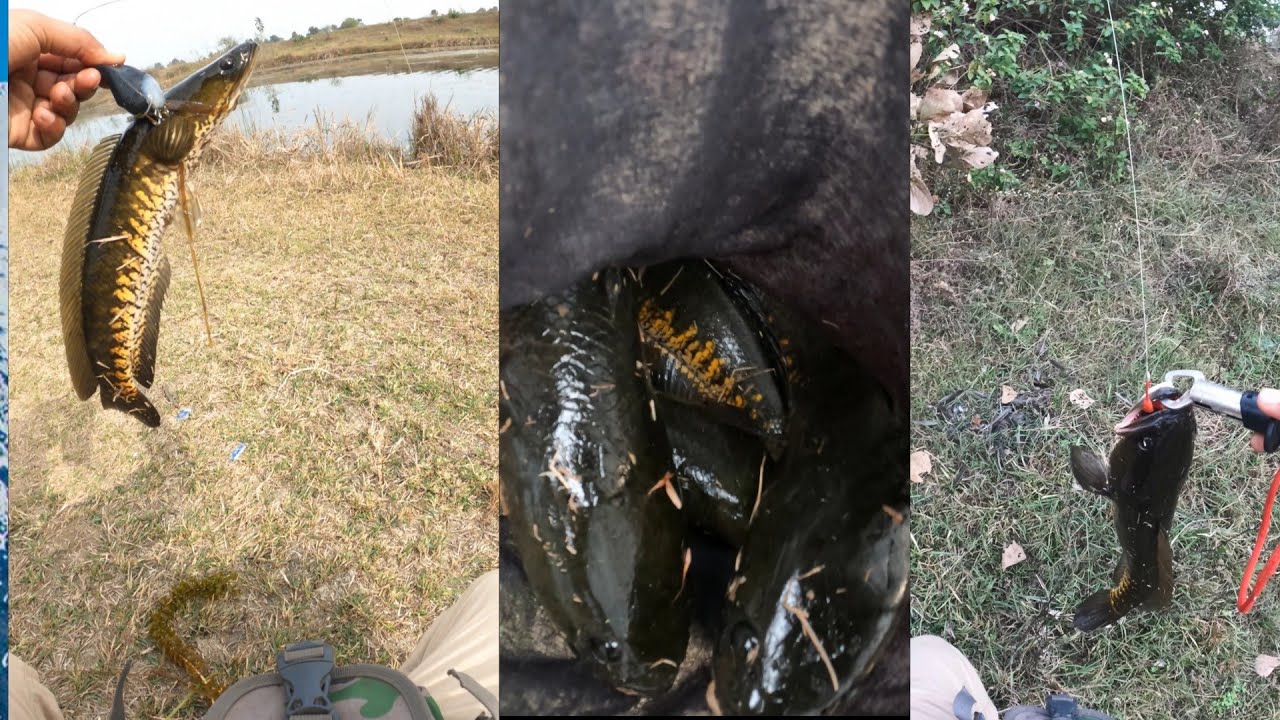 Snakehead Fish || Best Frog Fishing Dushman Frog Lure || - YouTube