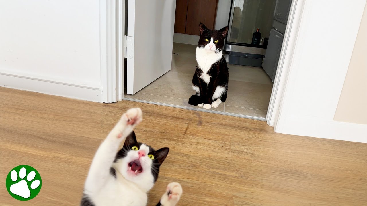 Rescue Cat Learns To Play By Cat Brother - YouTube