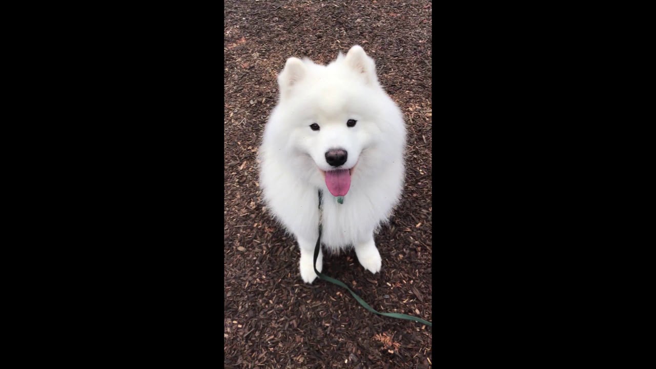 Dog goes down slide - YouTube