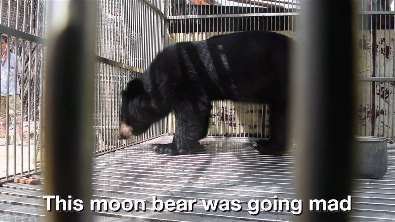 14 years of cruelty ends as moon bear rescued from construction site ...