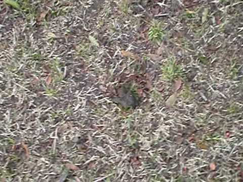 Orpheus Park, Encinitas California, Dog Park, Part 1a - YouTube