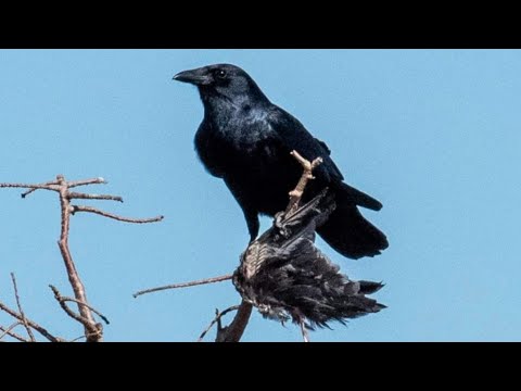 Intelligent Bird Crow | UWAK / Elnita ASMR Life - YouTube