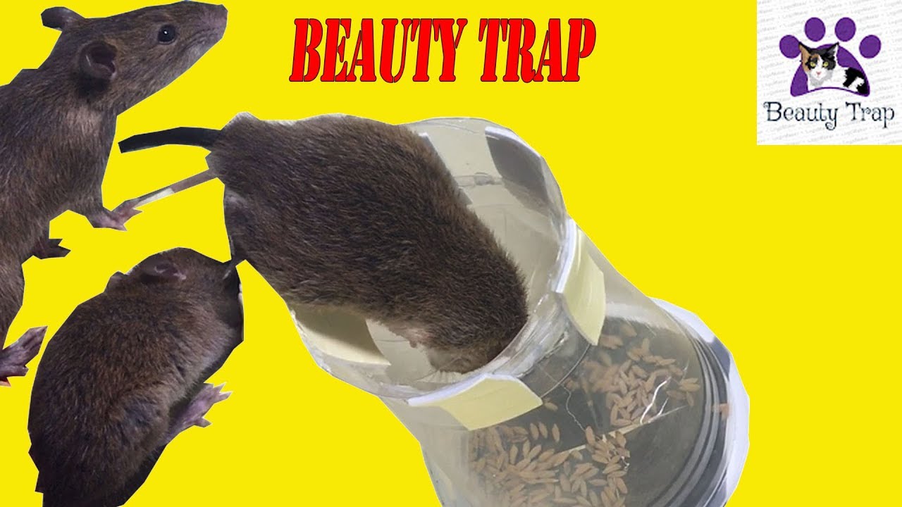 Videos For Cats Watch/Mouse Trap 2019/Top Mouse Trap - YouTube