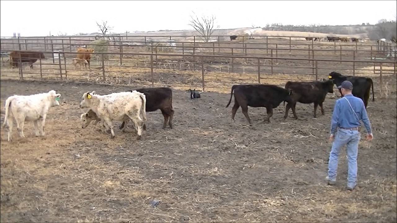 Hangin Tree Cowdog Angus 2014 - YouTube