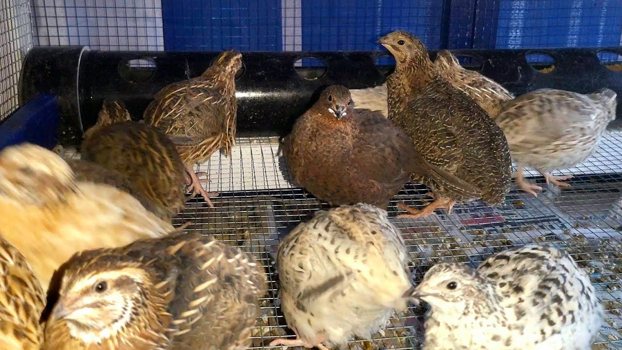 Happy Quail-Mixxed Of Colors & and Bloodlines, Part II - YouTube