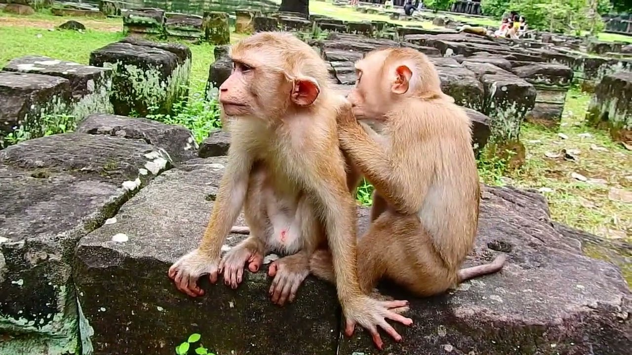 Bryan Super Showing Talent, Funny Monkey and Showing Activities Lovley ...