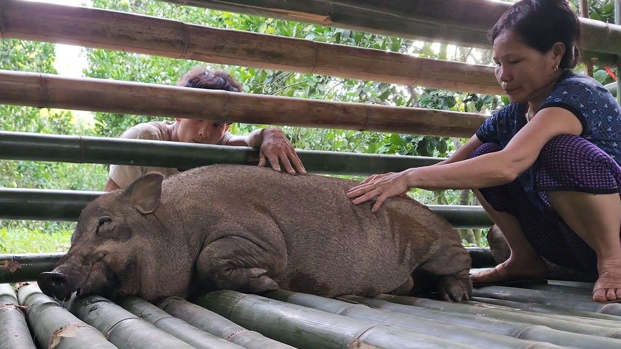 Lu is sick, With mom build a new cage to take care of Lu, Building Life ...