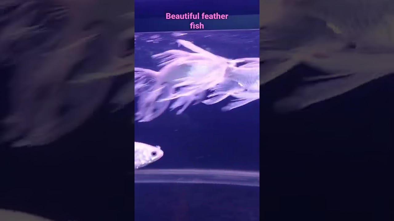 most beautiful feather fish|in aquarium - YouTube