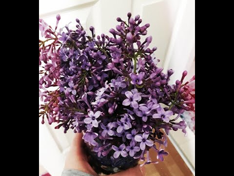 Ferdi Tayfur - Mor Güller