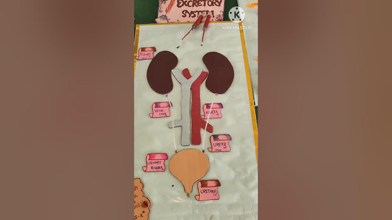 Excretory System Model Excretory System Project Shorts Scienceproject Scienceexperiment