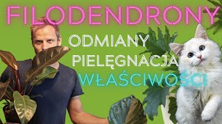 FILODENDRONY, Philodendron. Oczyszczają powietrze, ale jak z kotami?