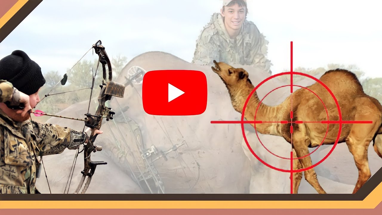 Camel bow hunting 🏹🏹🐪🐪صيد الجمل بالسهم - YouTube