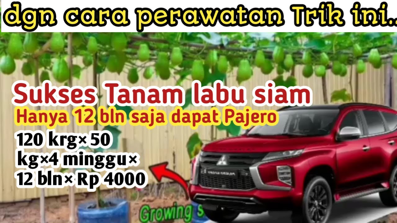 *Cara perawatan tanaman labu yang benar,sukses budidaya labu siam ...