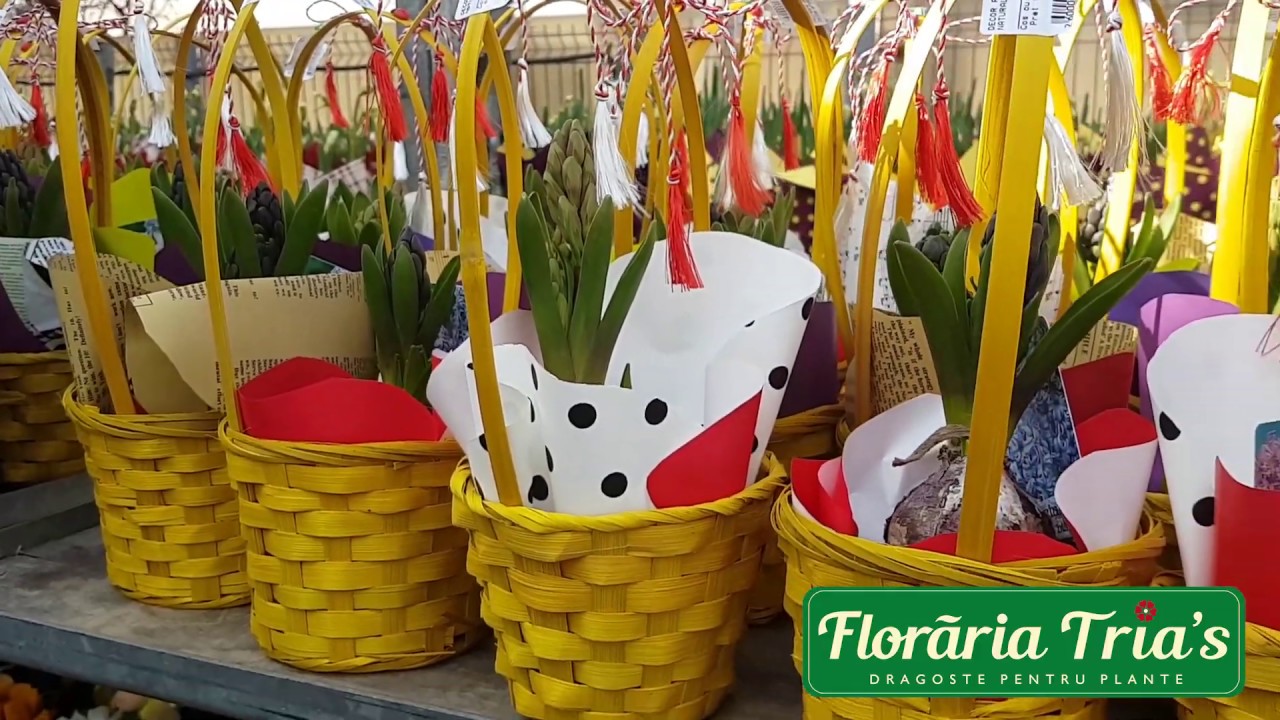 Floraria Trias - Primavara incepe la noi in sera - YouTube