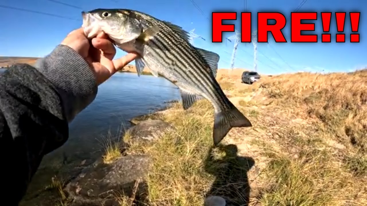 Striper Fishing Straight Fire!!! (O'NEILL FOREBAY Fishing 2024) - YouTube