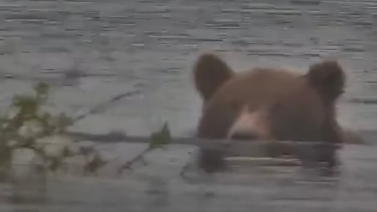 164 Bucky Dent cruises River Watch 2023-09-03 RW explore.org - YouTube