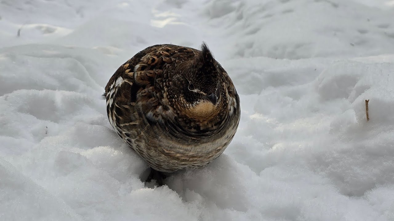 Perdrix du Quebec - Gelinote huppée - Ruffed Grouse in the snow # ...