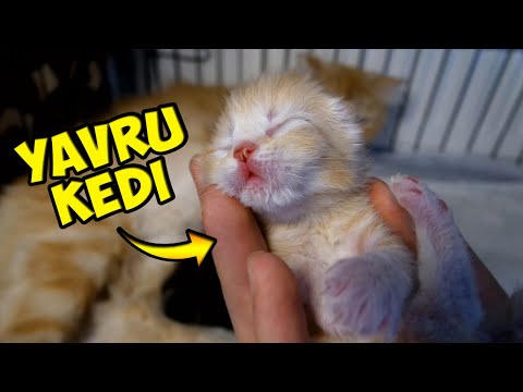 CHINCHILLA CİNSİ KEDİM 5 TANE YAVRU DOĞURDU! 😻