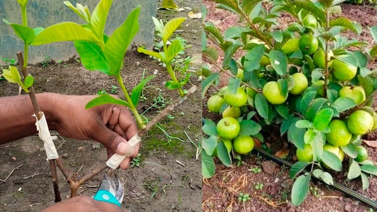 Guava Grafting New Method | How to grafting guava tree | Organic guava ...
