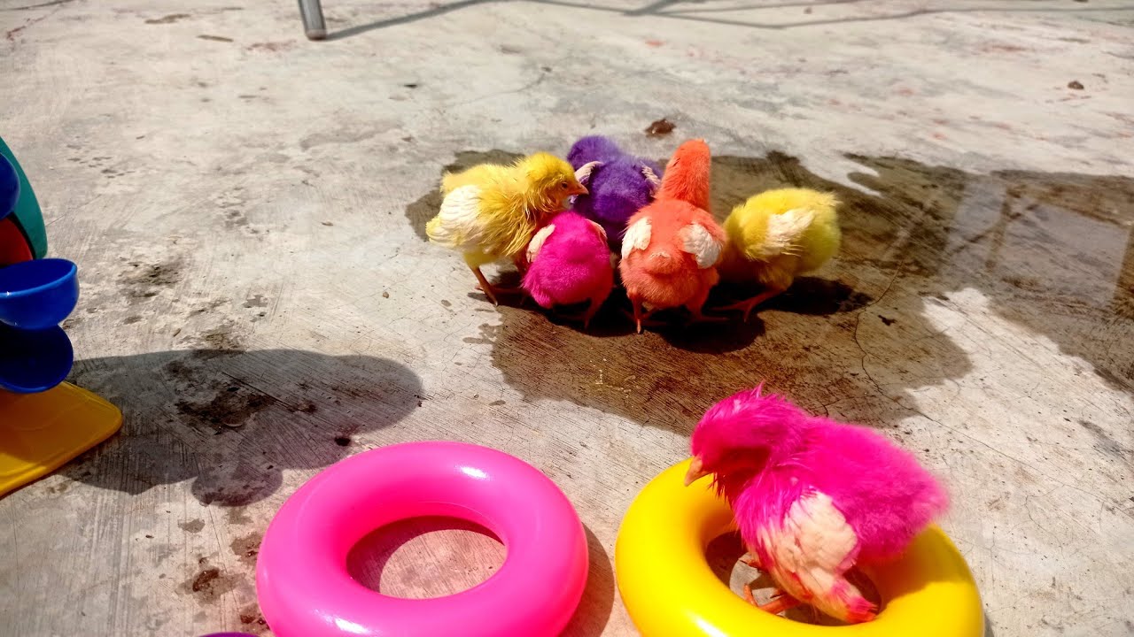 cute colorful chickens, chickens drinking, chickens, chickens riding ...