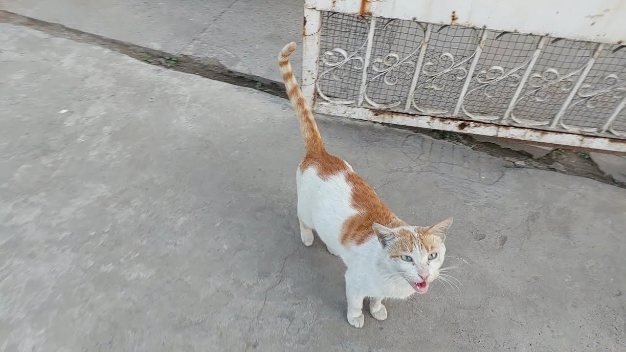 Street Cat Tux Is Getting Rude He's Scaring And Threatening Pregnant ...